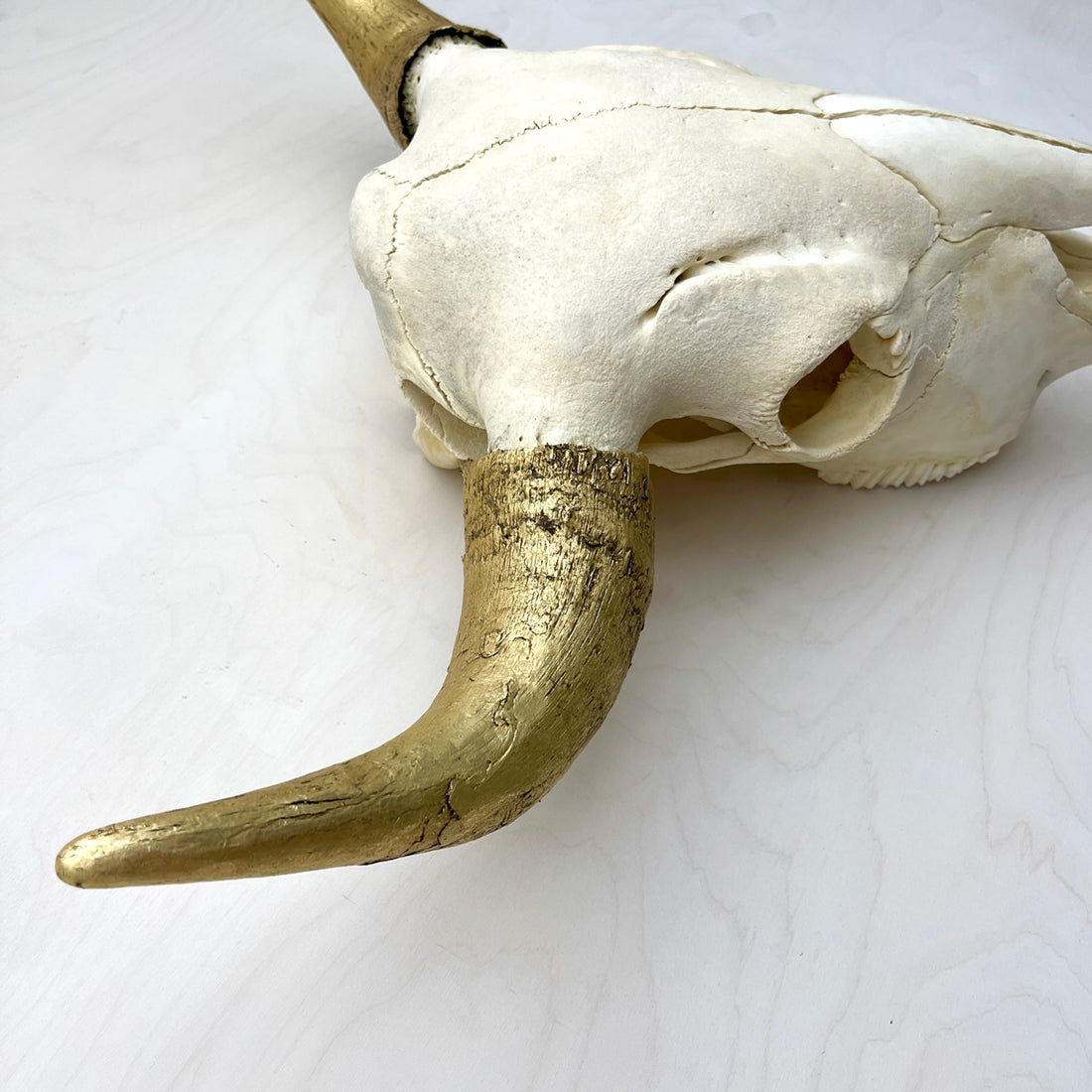 Bison Skull - Natural, Gilded Horns – Farmhaus + Co